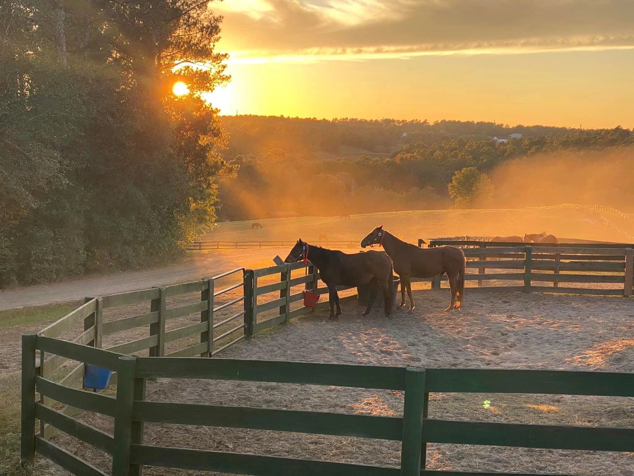 Aiken Equine Rescue - Aiken Equine Rescue, Horse Rescue