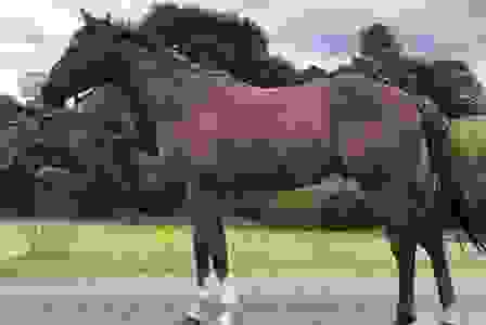 ADOPT | Aiken Equine Rescue