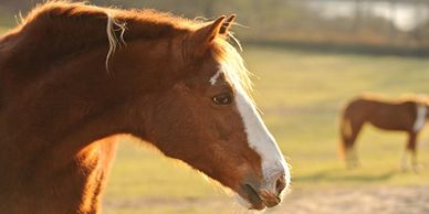 ADOPT | Aiken Equine Rescue