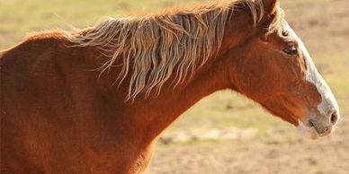 ADOPT | Aiken Equine Rescue