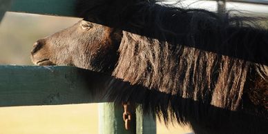 ADOPT | Aiken Equine Rescue