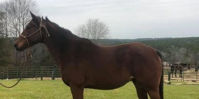 ADOPT | Aiken Equine Rescue