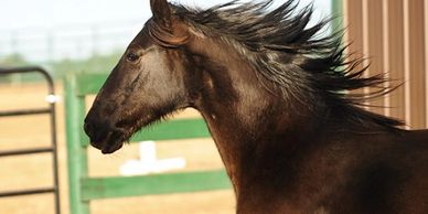ADOPT | Aiken Equine Rescue