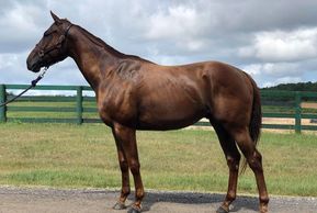 ADOPT | Aiken Equine Rescue