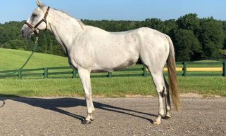 ADOPT | Aiken Equine Rescue