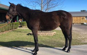 ADOPT | Aiken Equine Rescue