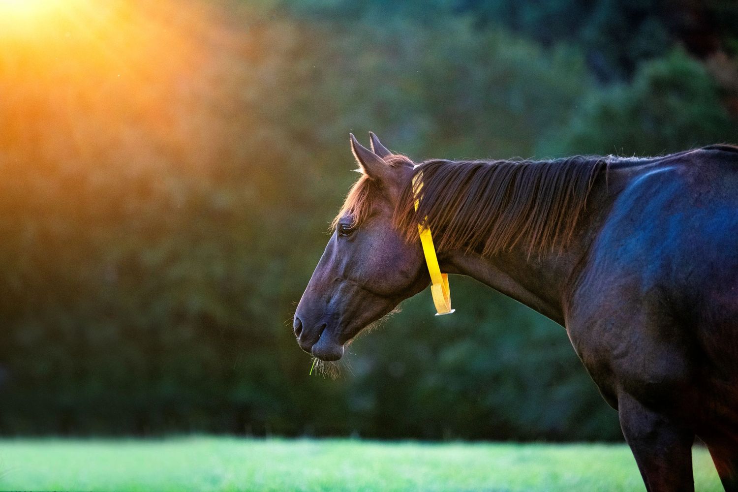 Aiken Equine Rescue - Aiken Equine Rescue, Horse Rescue