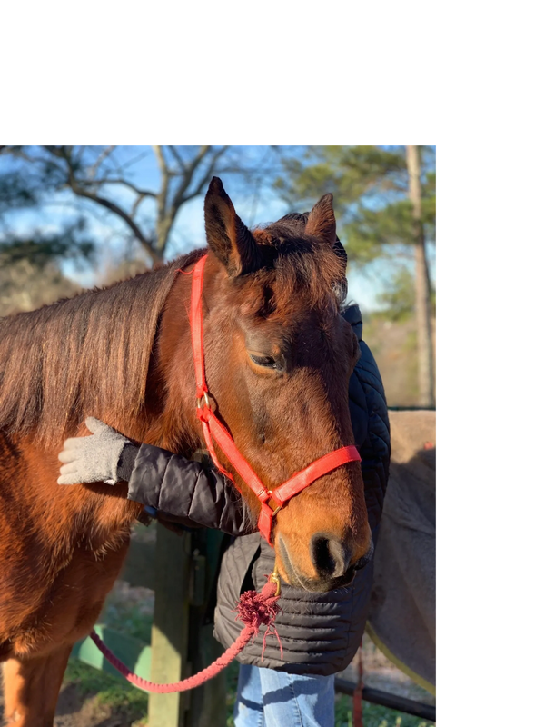 Aiken Equine Rescue - Aiken Equine Rescue, Horse Rescue