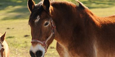 ADOPT | Aiken Equine Rescue