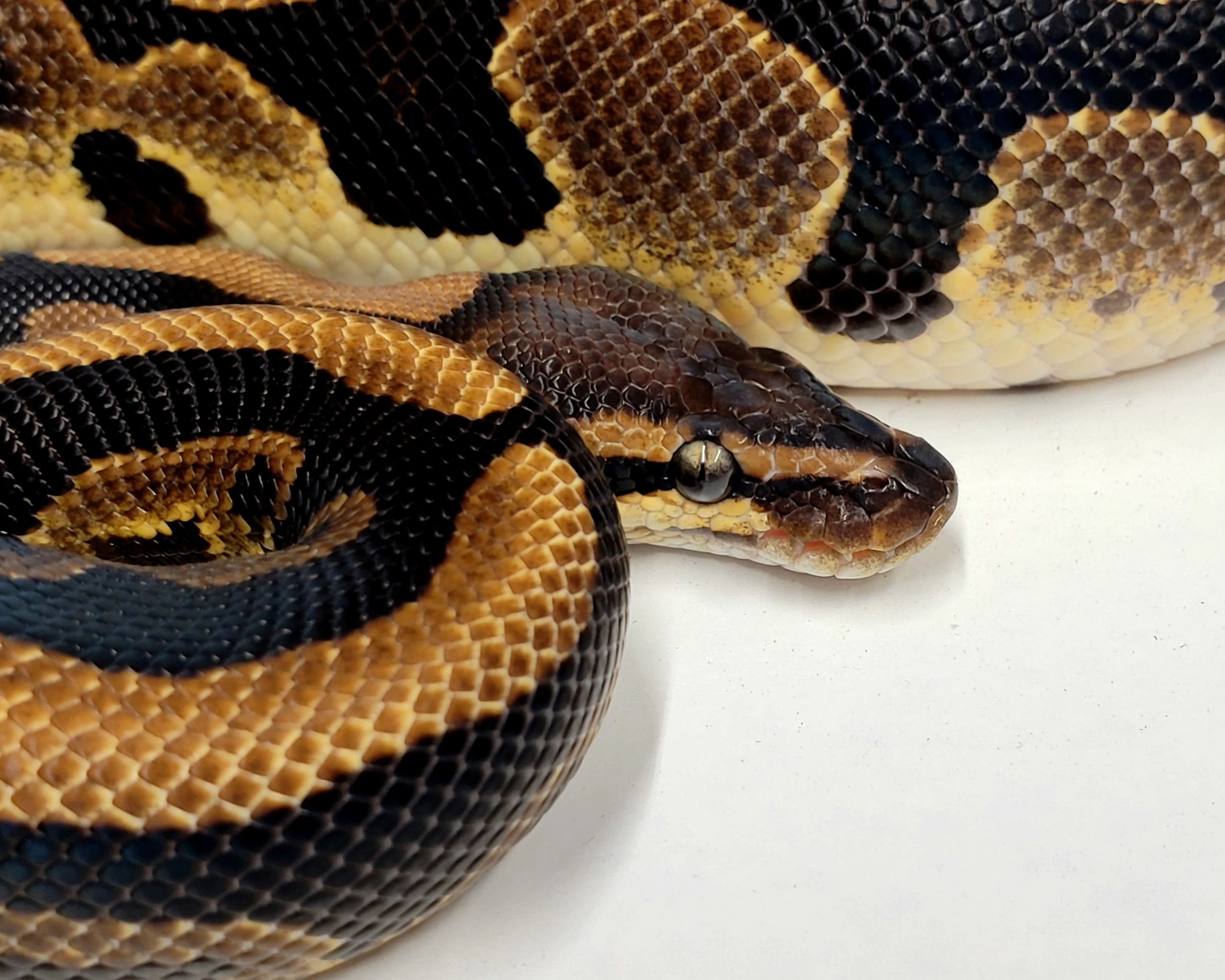 Driftless Reptiles - Reptiles for Sale - La Crosse, Wisconsin