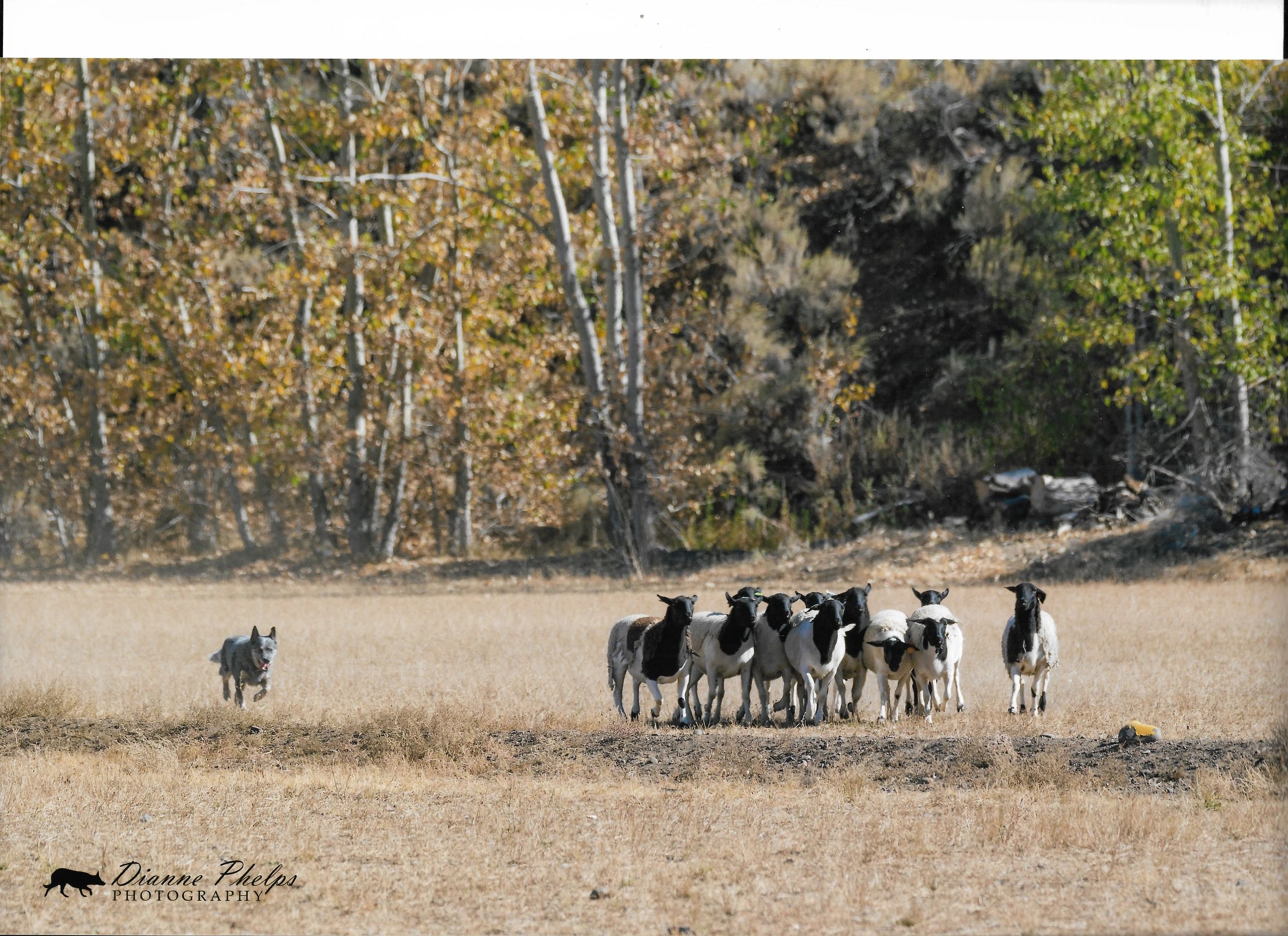 Home Page [barhcattledogs.com]
