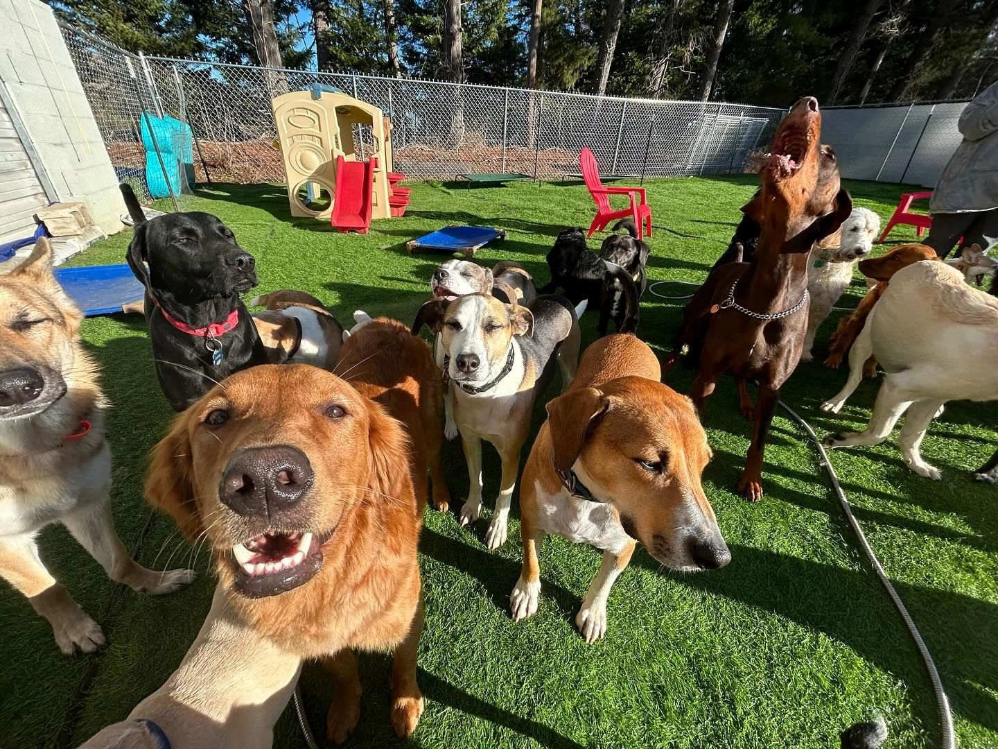 Hound Housing Doggie Daycare - Dog Daycare and Boarding, Pet Care