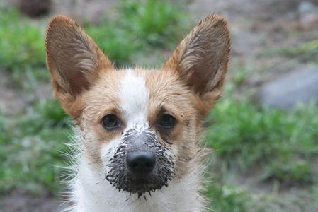 Thurston County Humane Society, Inc.