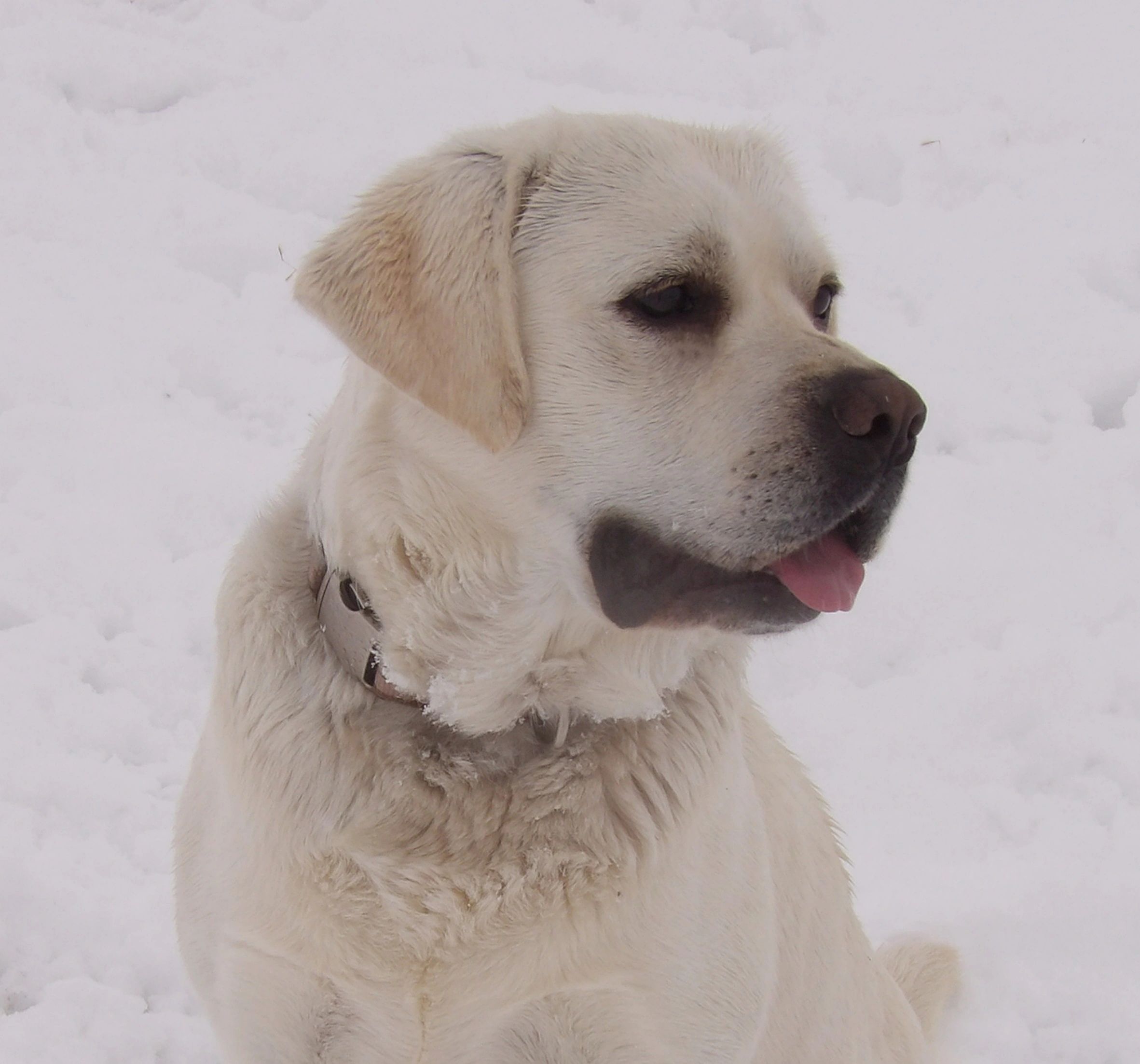 White English Labrador Retriever
