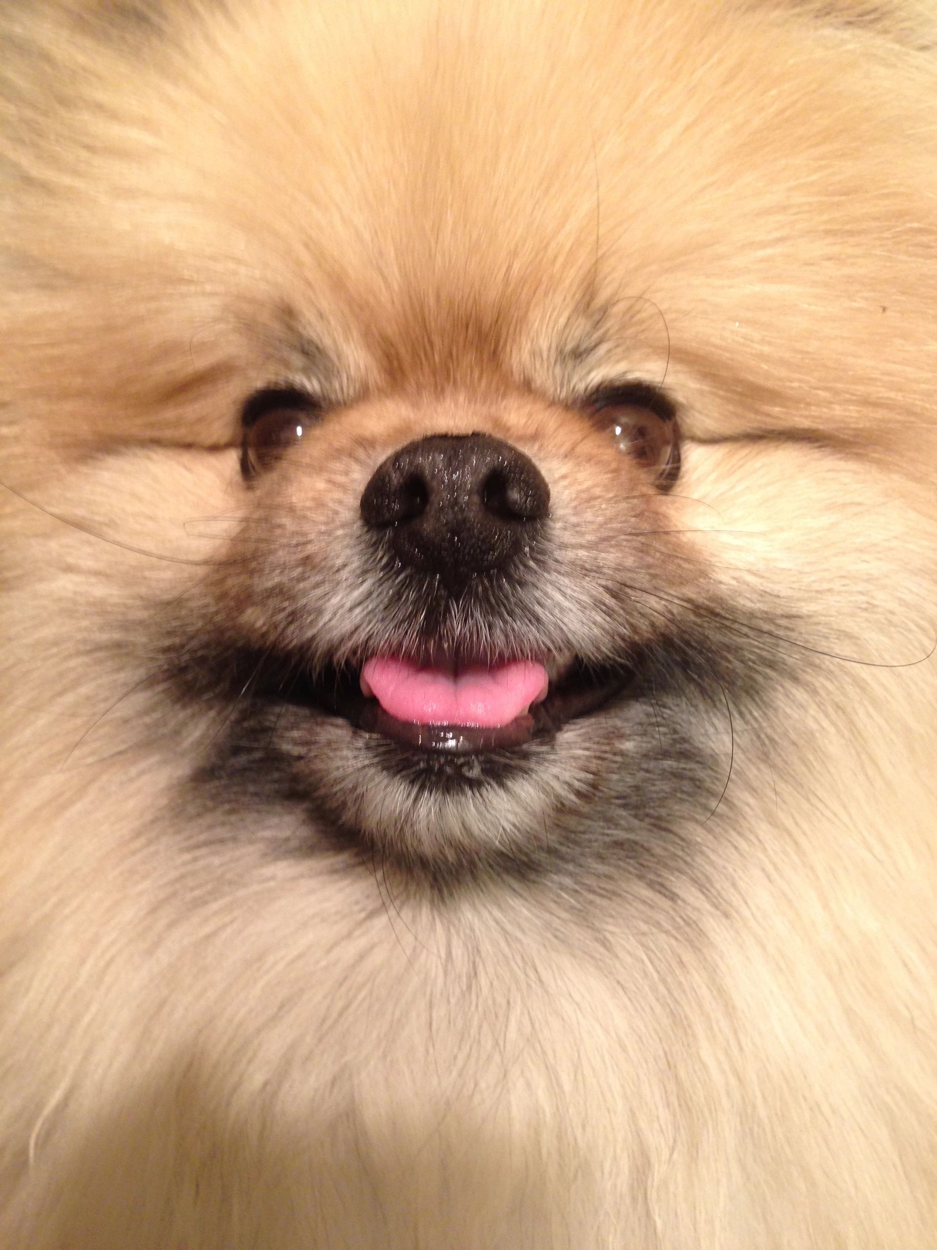 Poochini Pet Grooming