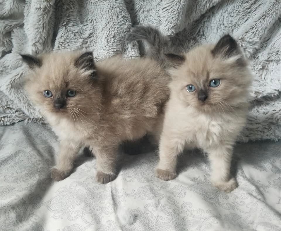 Raspberry Ragdolls