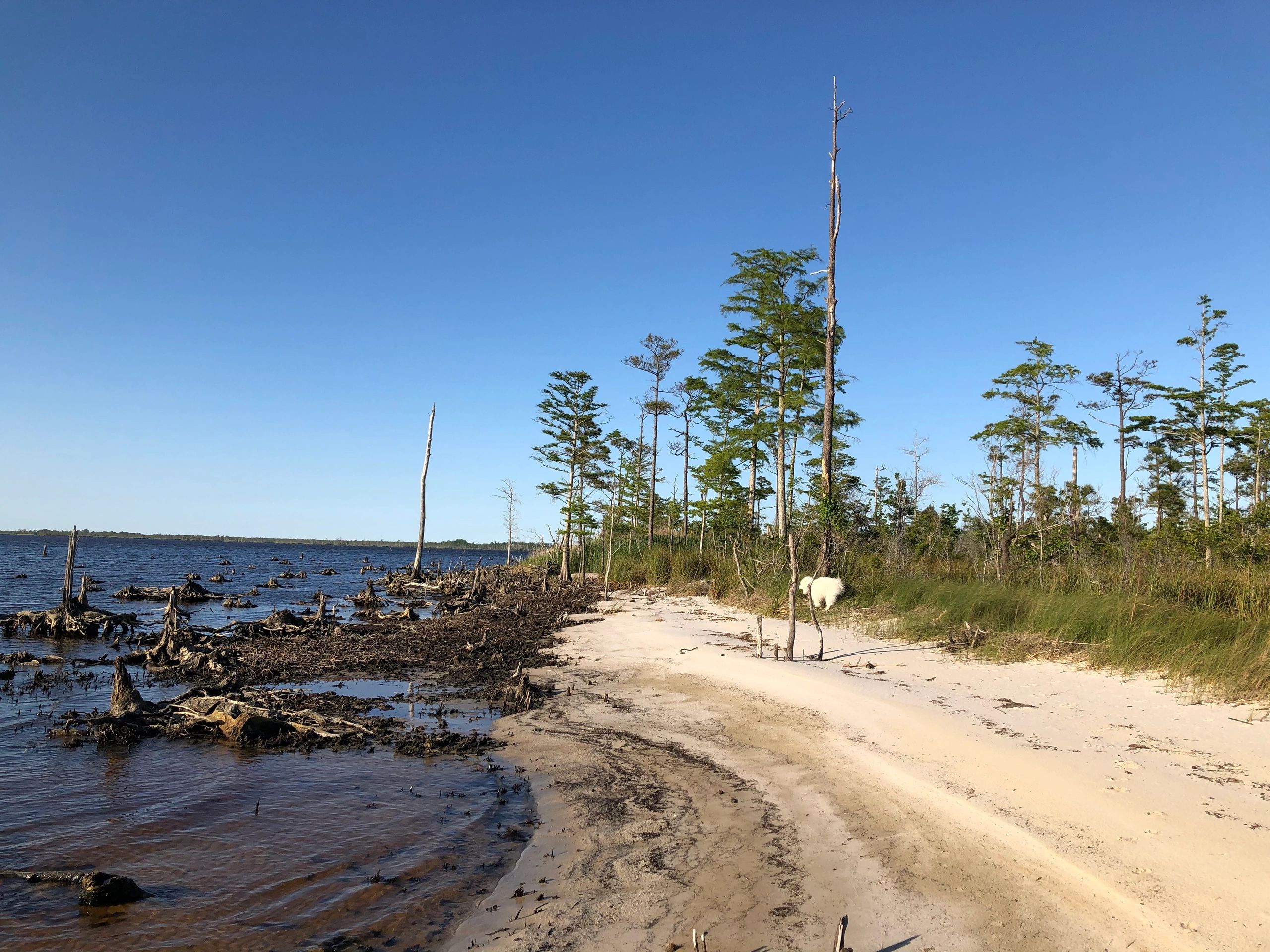 Pungo River to the Alligator River, plus a car accident delay