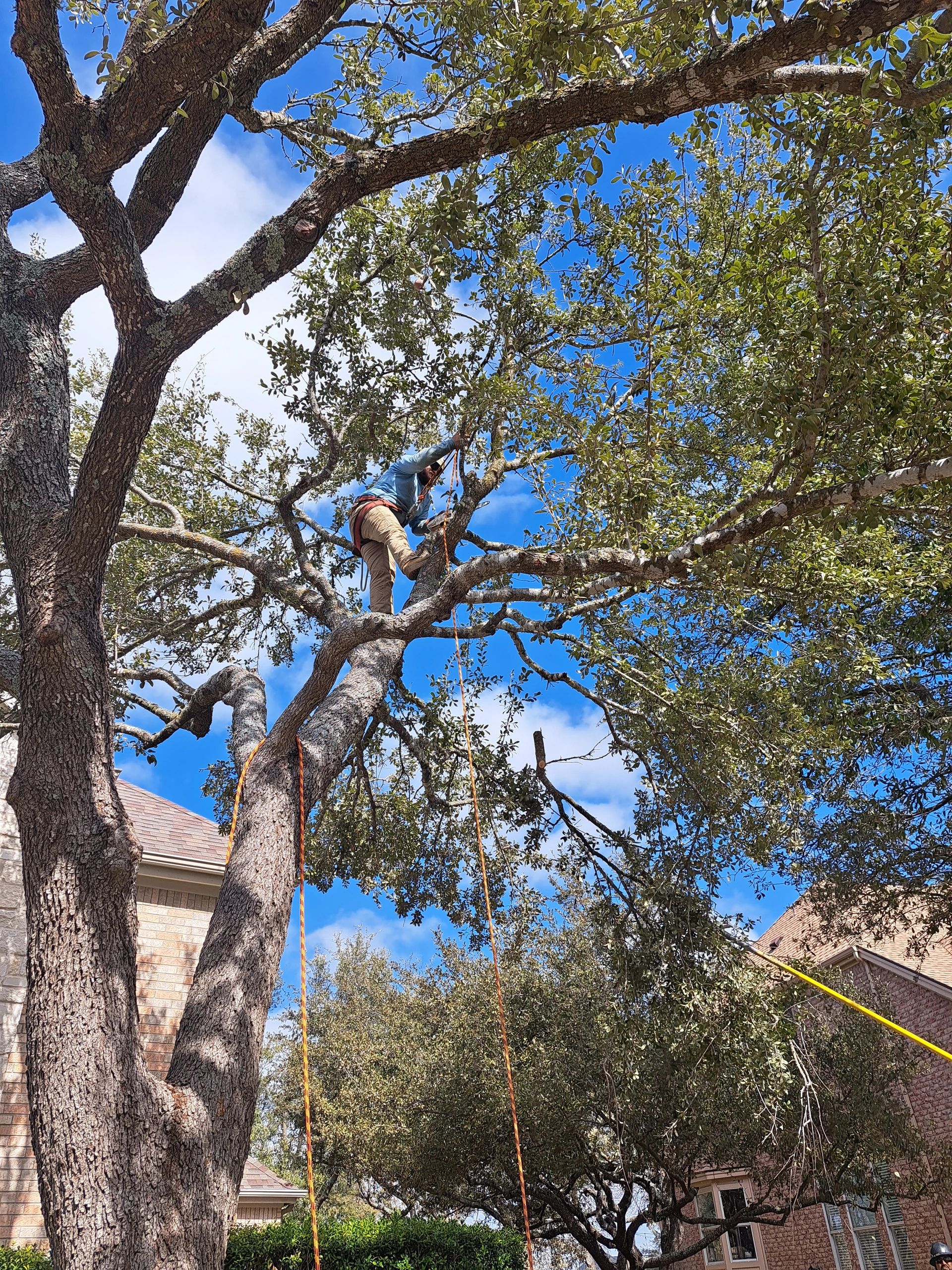 Tree Service, Tree Trimming - James Tree Service - Round Rock, Texas