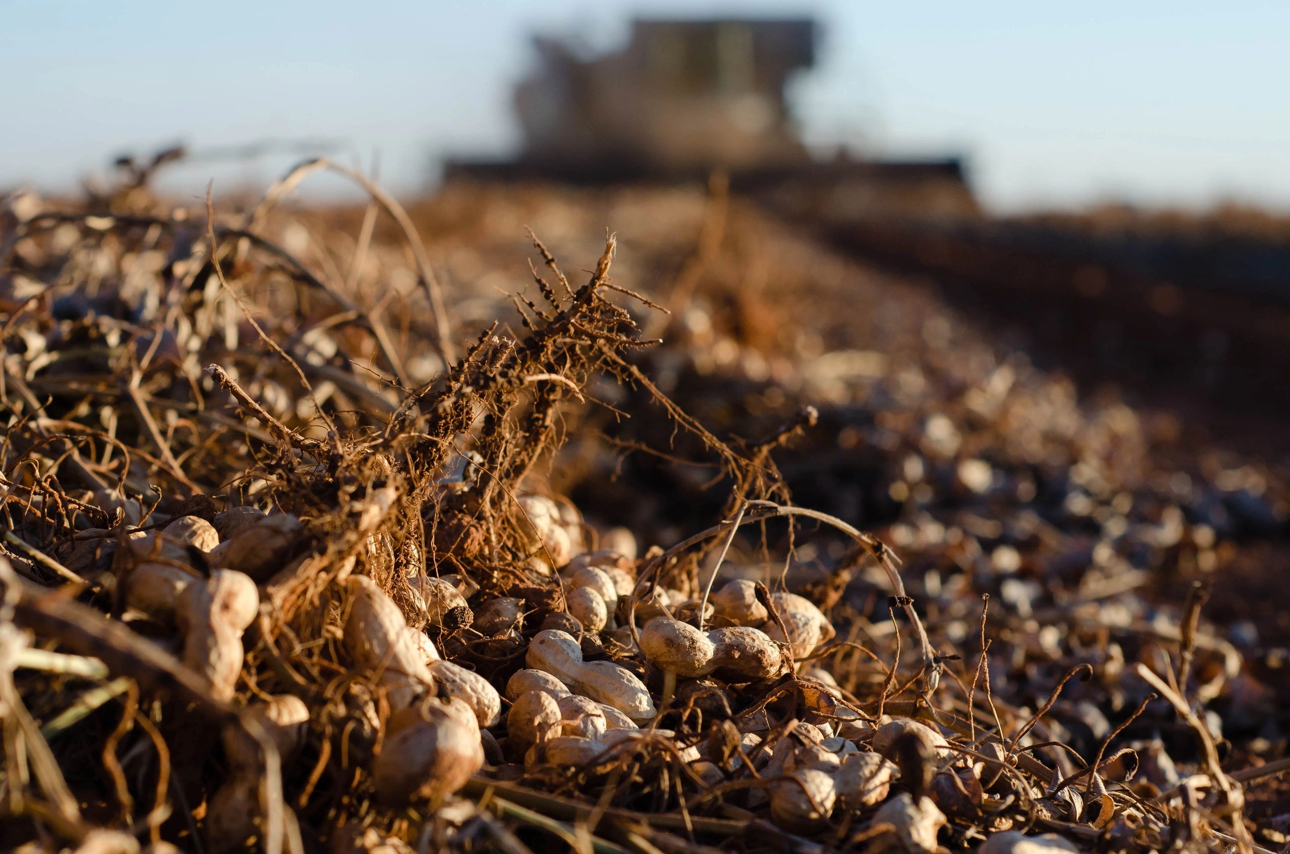 Contact | Algrano Peanut Shelling