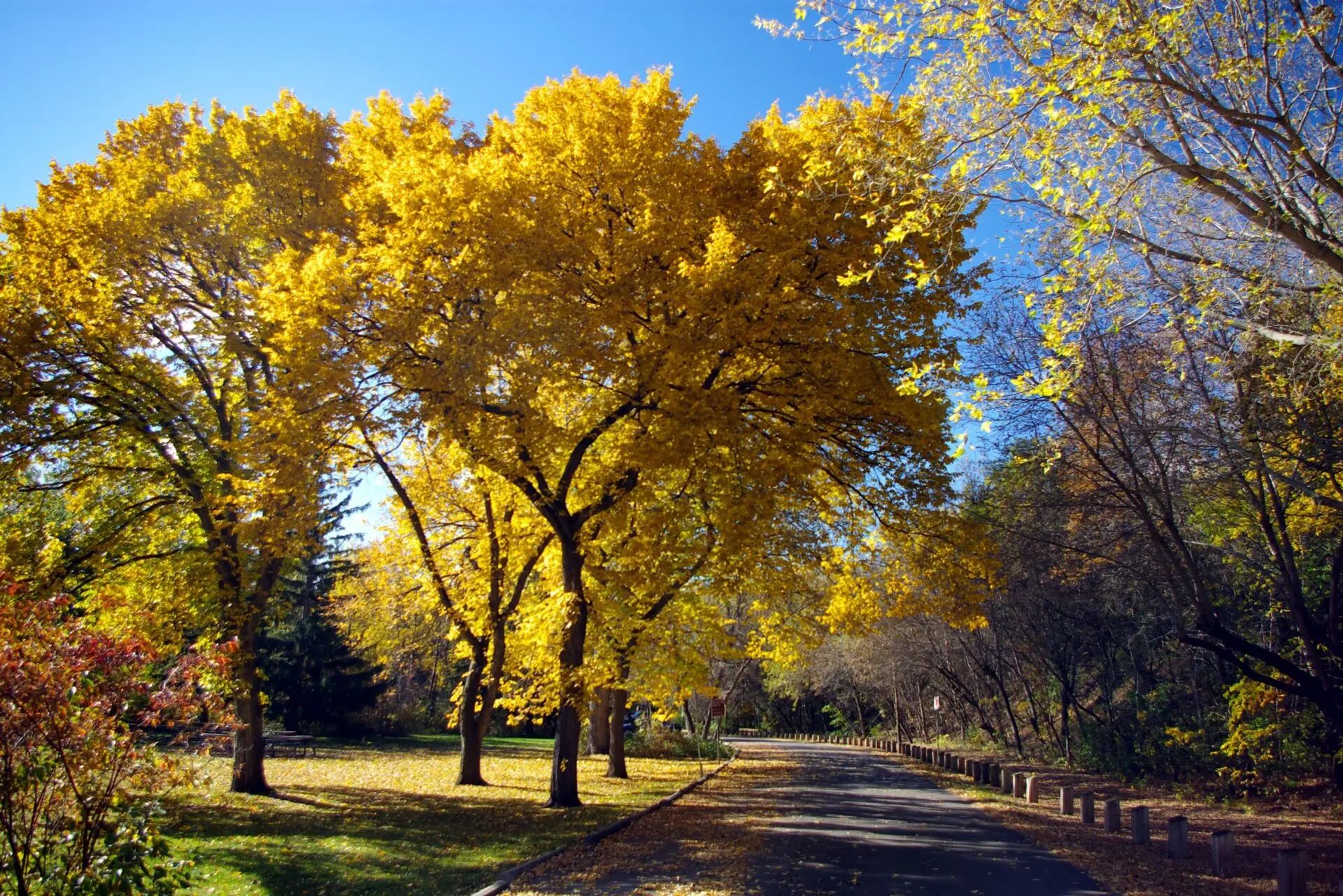 Dr. John Ball’s Top 10 Tree Recommendations to Plant in SD