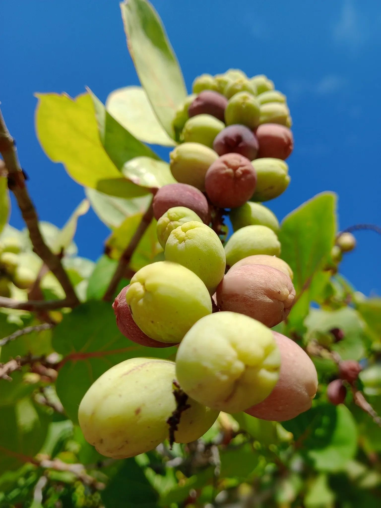 WELCOME [www.guava-rose.com]