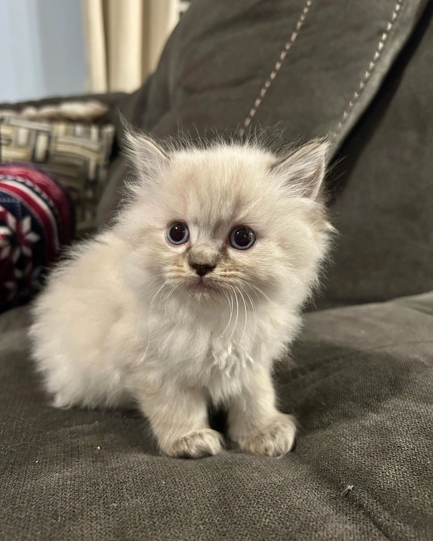 Oh My Gatos! Cattery