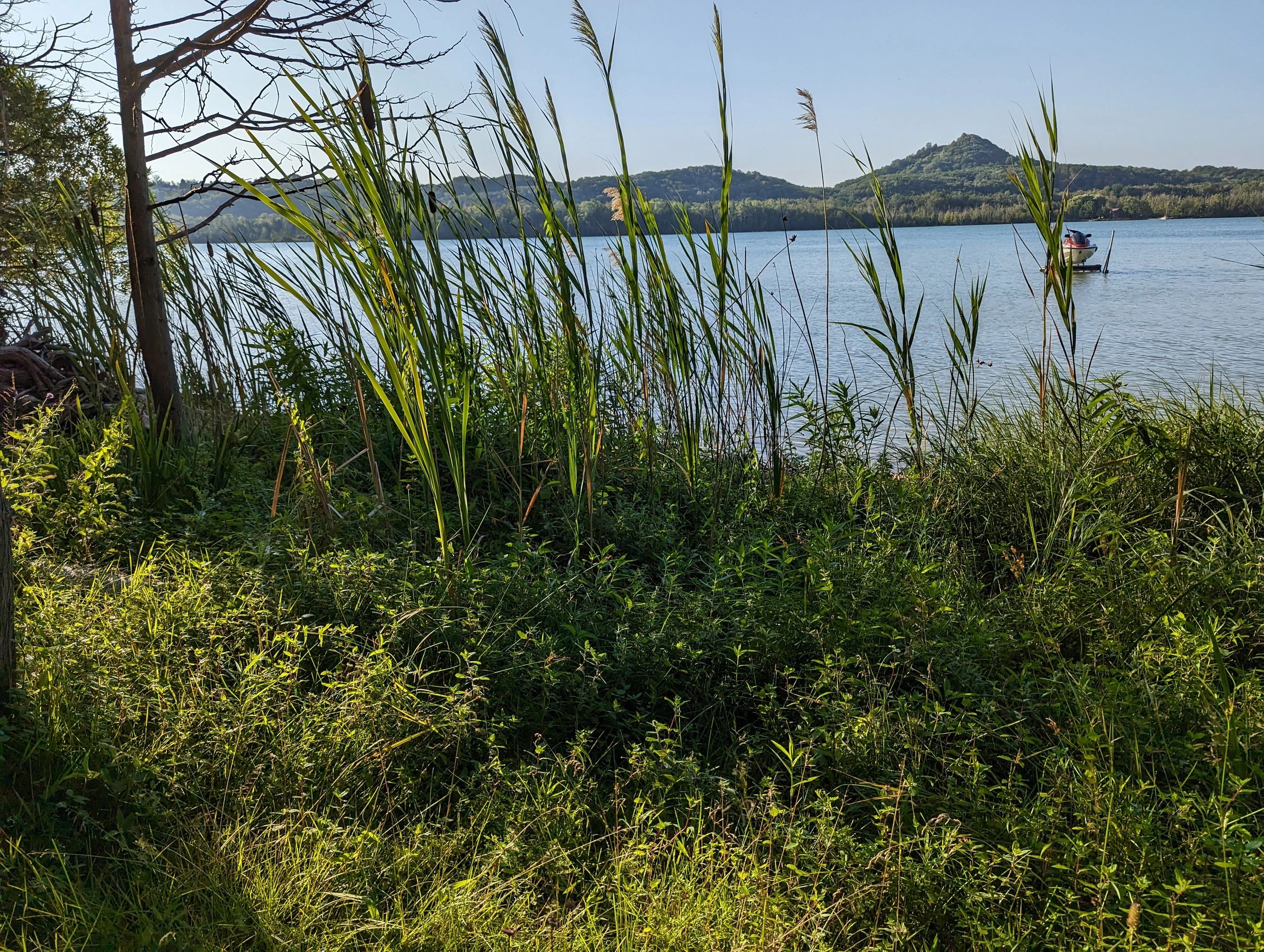 Alert: Watch for these 2 new invasive species