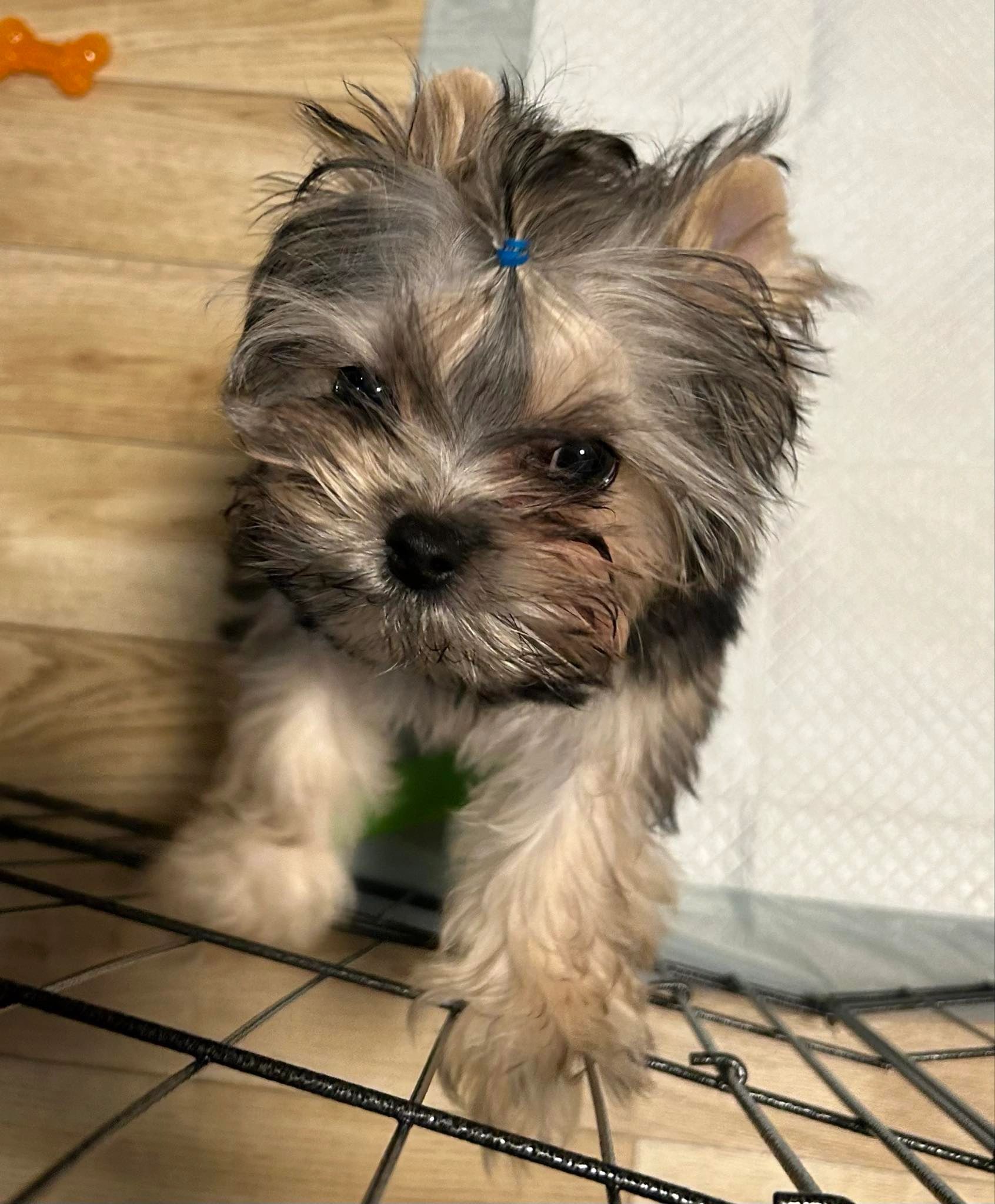 Florida Yorkies