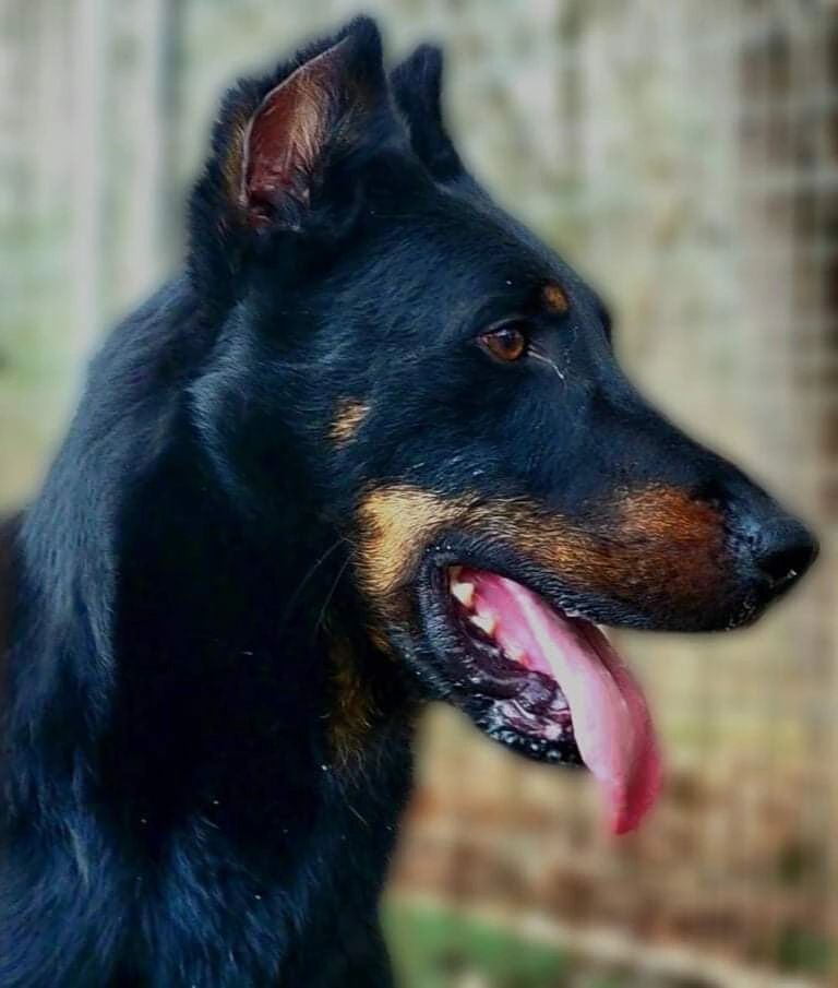 Are Beauceron Puppies Lazy