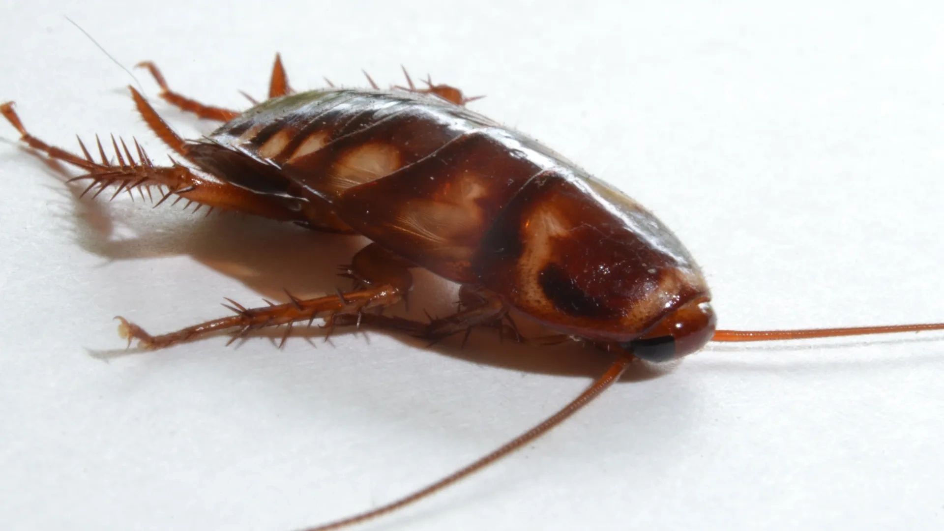 How To Get Rid Of Cockroaches In Your Home: A Step-By-Step Guide