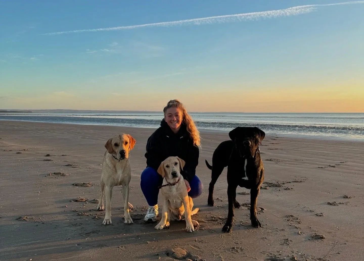 Expert Dog Training and Walking Services