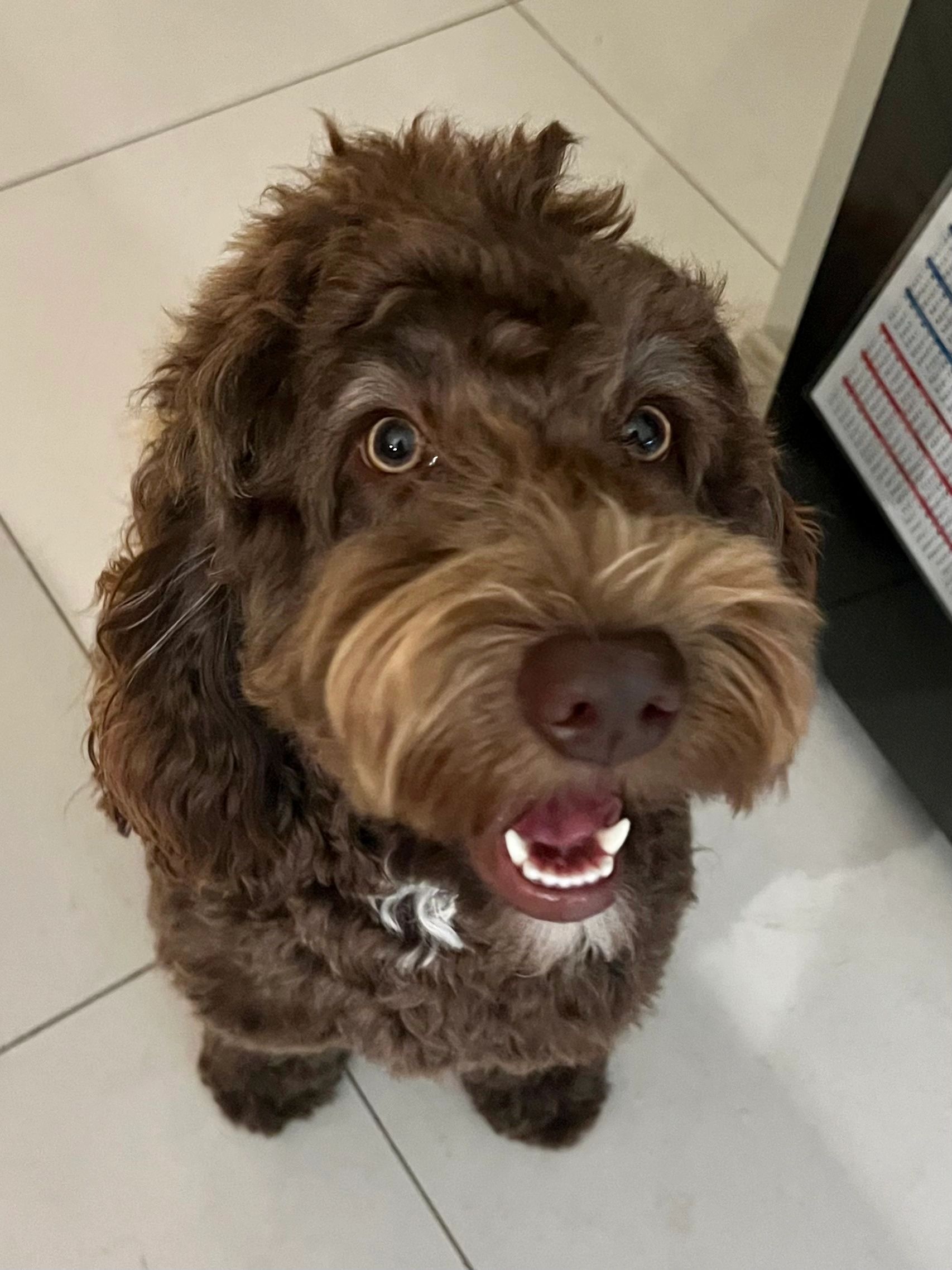 Australian Cobberdogs - Dantapelle Australian Cobberdogs