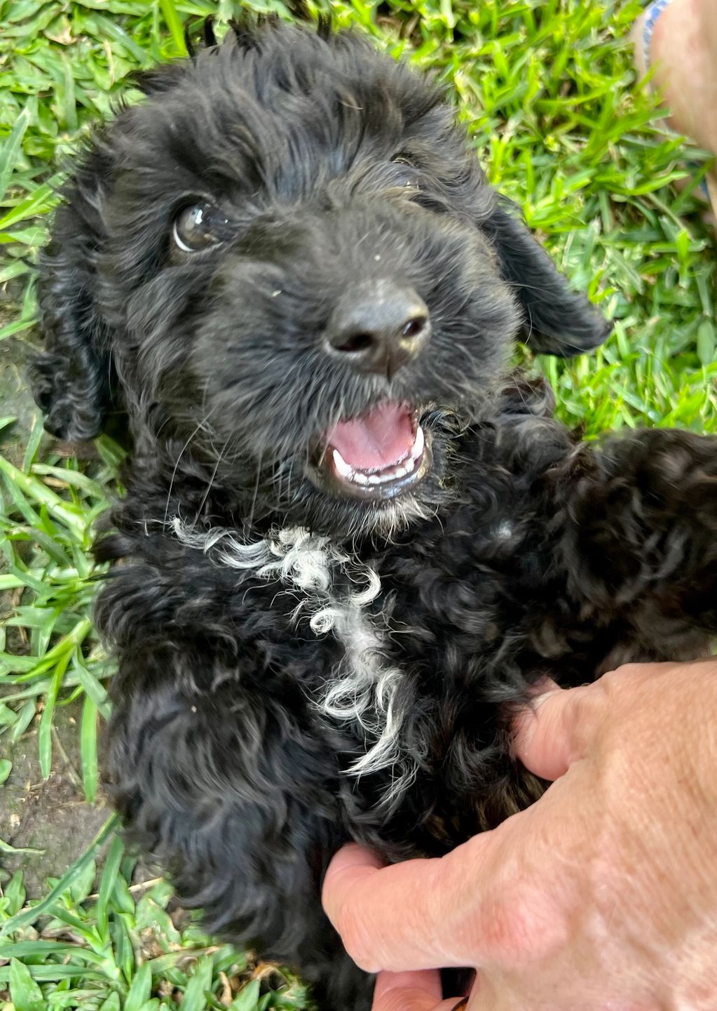 Breeding Dogs | Dantapelle Australian Cobberdogs