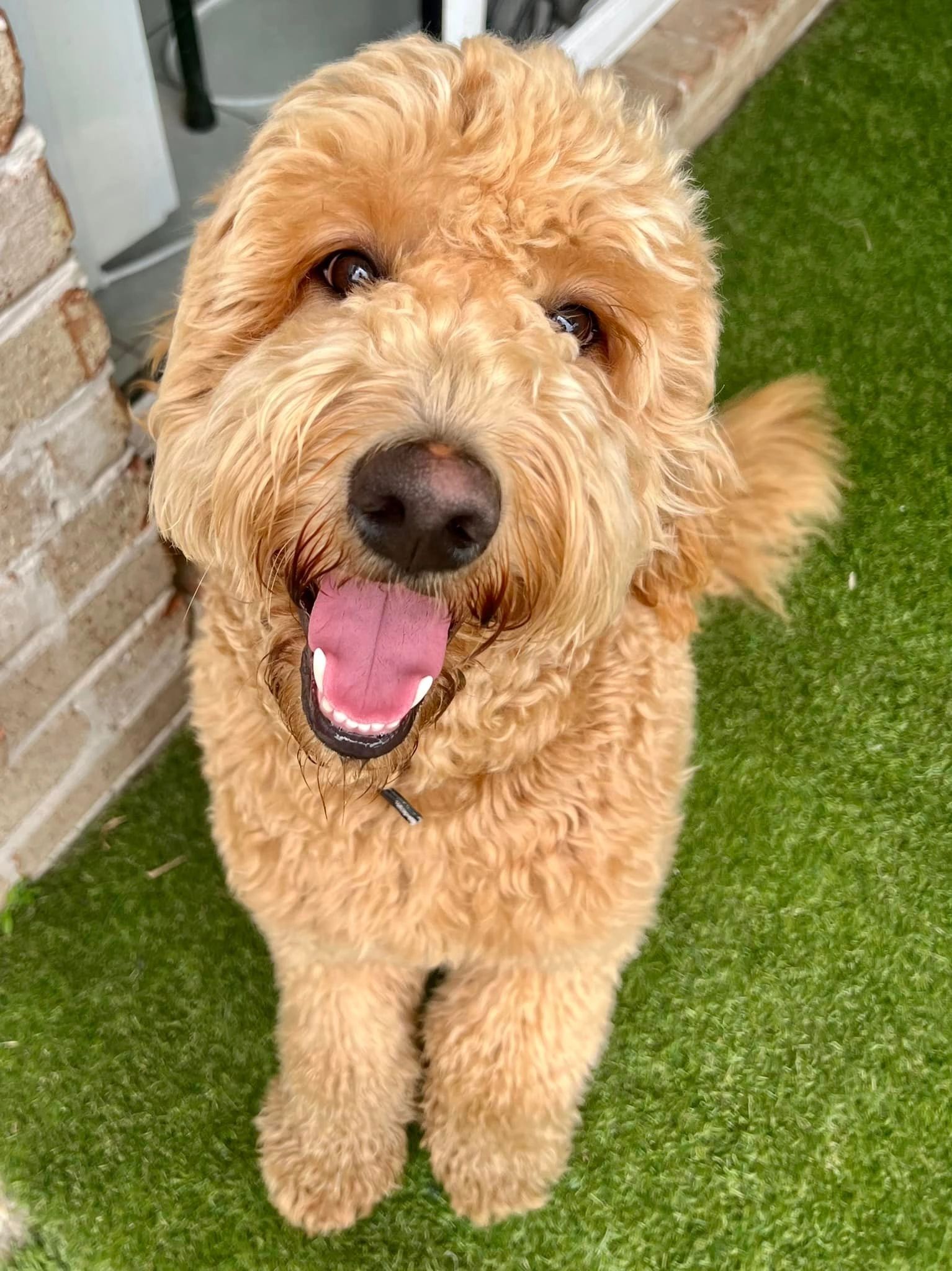 Australian Cobberdogs - Dantapelle Australian Cobberdogs