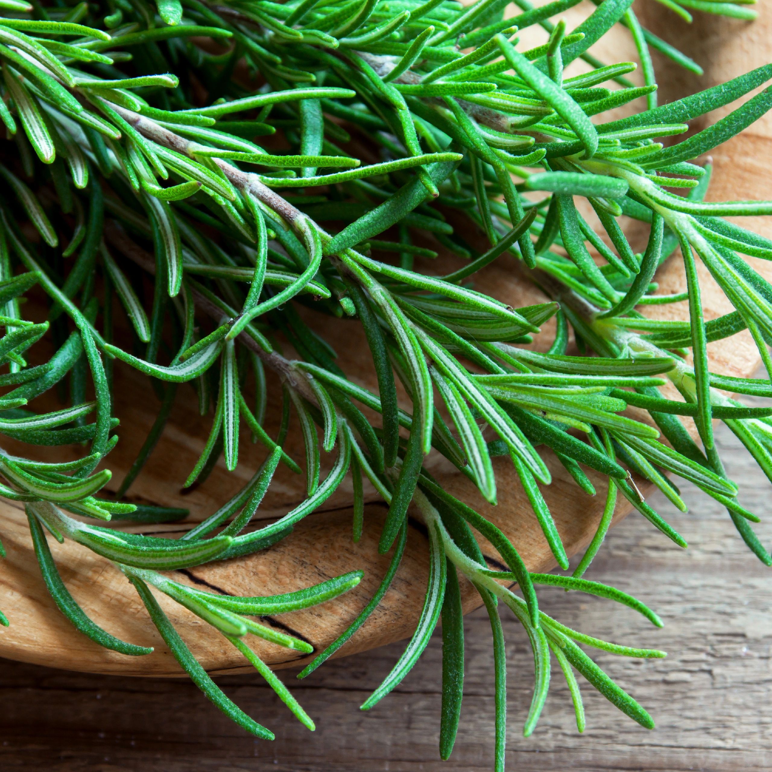 Rosemary: Your Brain’s Best Friend in the Spice Rack
