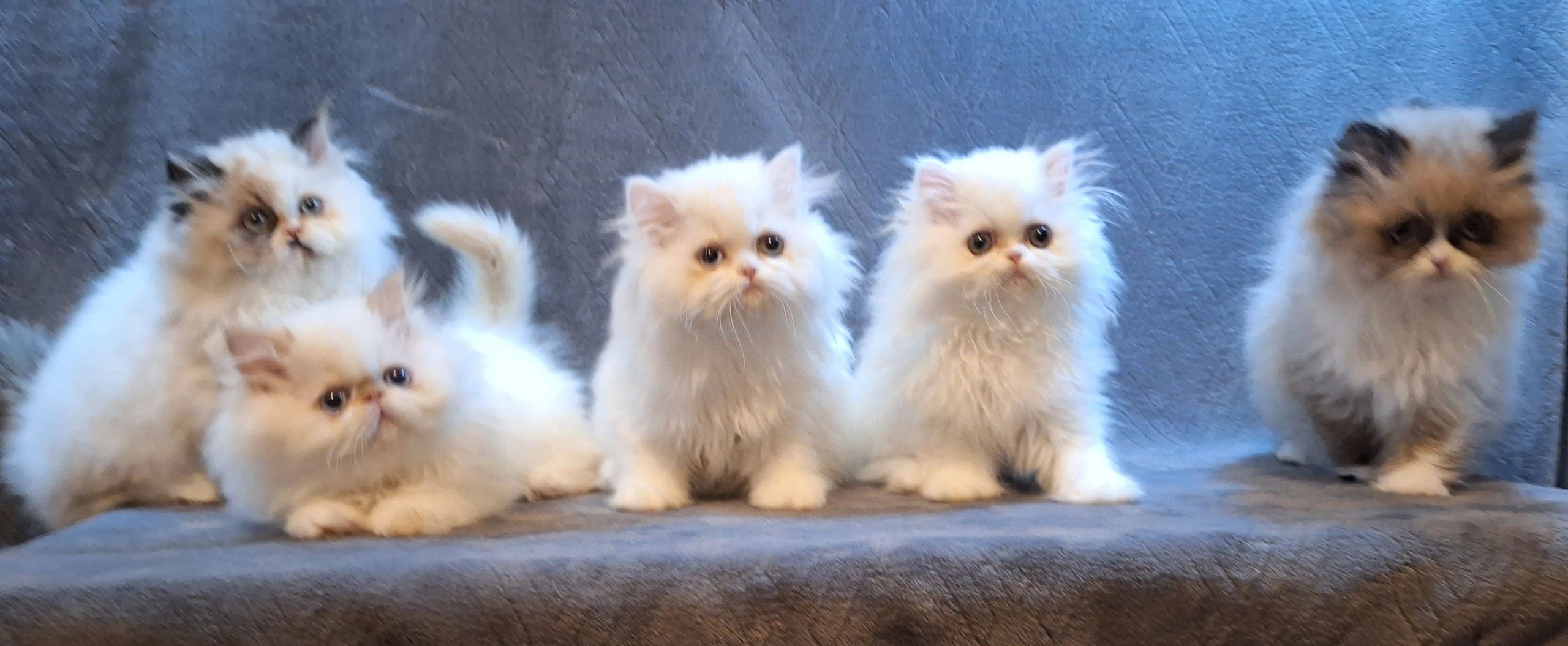 Adopt Adorable Persian Kittens Today