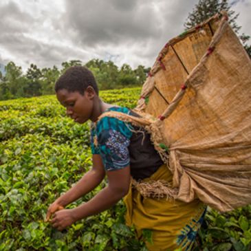 Table Rock Tea Company, Ltd. - Real American Tea, American Grown Tea