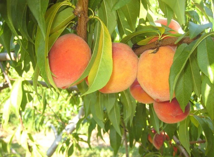 Irish Bend Orchard - Orchard, Fruit, Peache