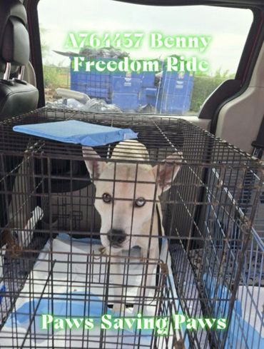 Home | Paws Saving Paws Animal Shelter