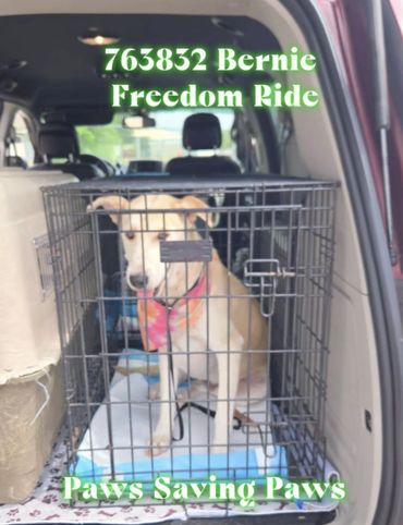 Home | Paws Saving Paws Animal Shelter