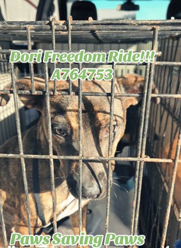 Home | Paws Saving Paws Animal Shelter