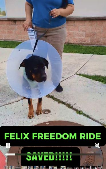 Home | Paws Saving Paws Animal Shelter