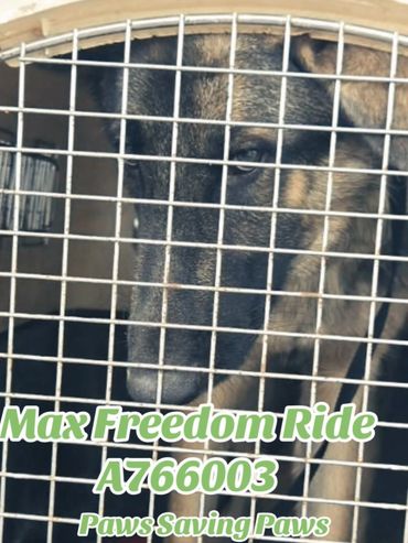 Home | Paws Saving Paws Animal Shelter