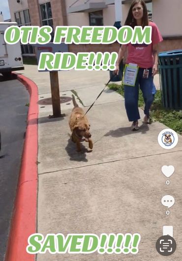 Home | Paws Saving Paws Animal Shelter