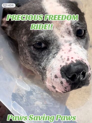 Home | Paws Saving Paws Animal Shelter