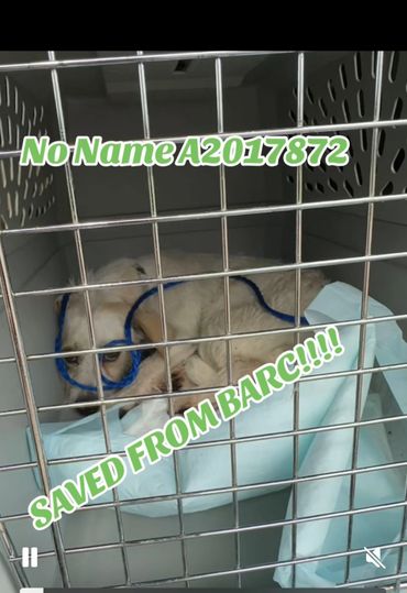 Home | Paws Saving Paws Animal Shelter