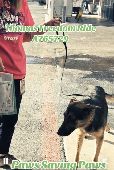 Home | Paws Saving Paws Animal Shelter