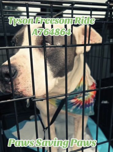 Home | Paws Saving Paws Animal Shelter