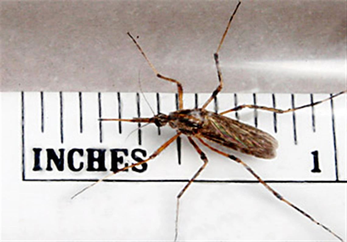 The American Gallinipper