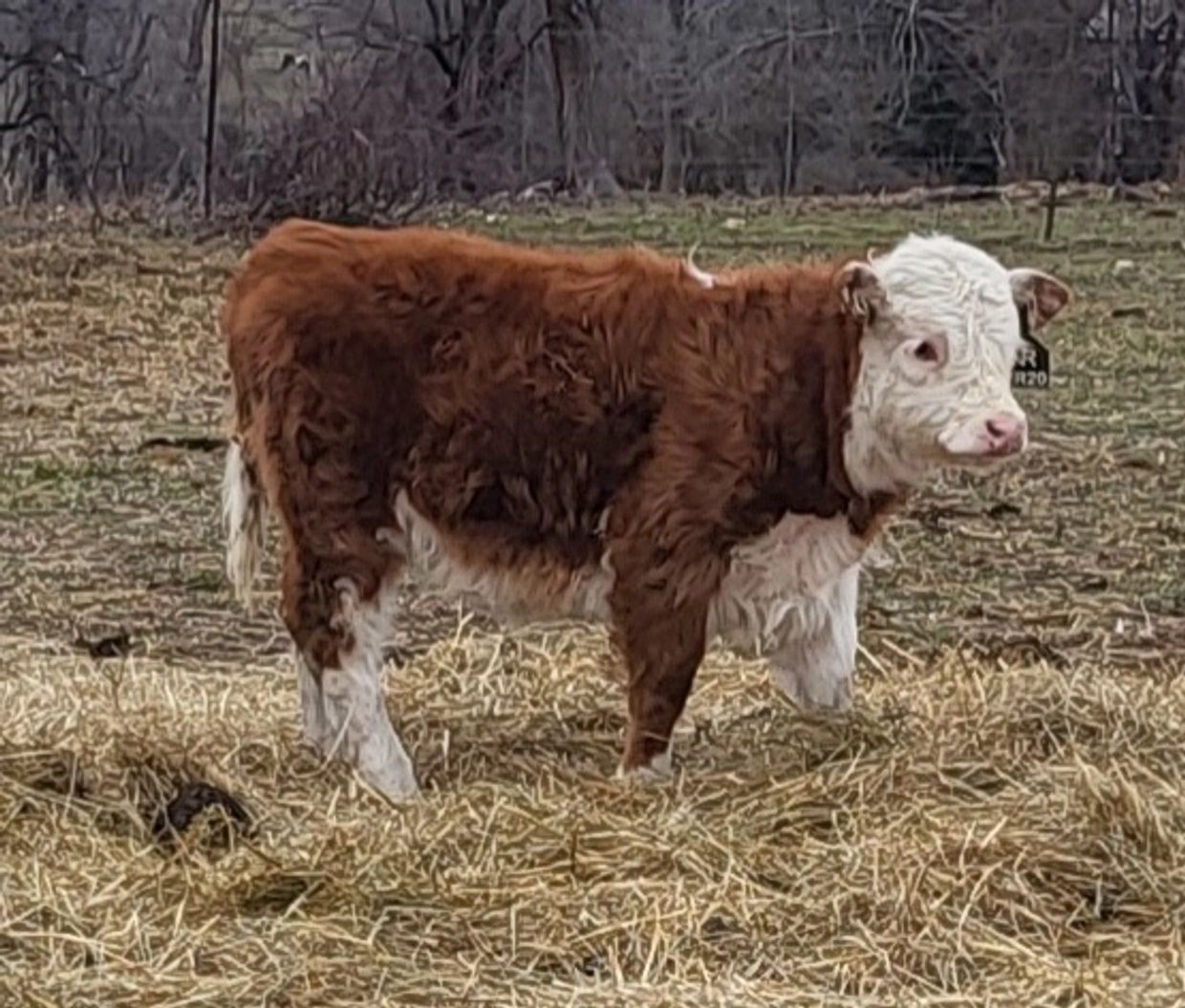 Miniature Cows for Sale | Lazy 2 R Mini Herefords